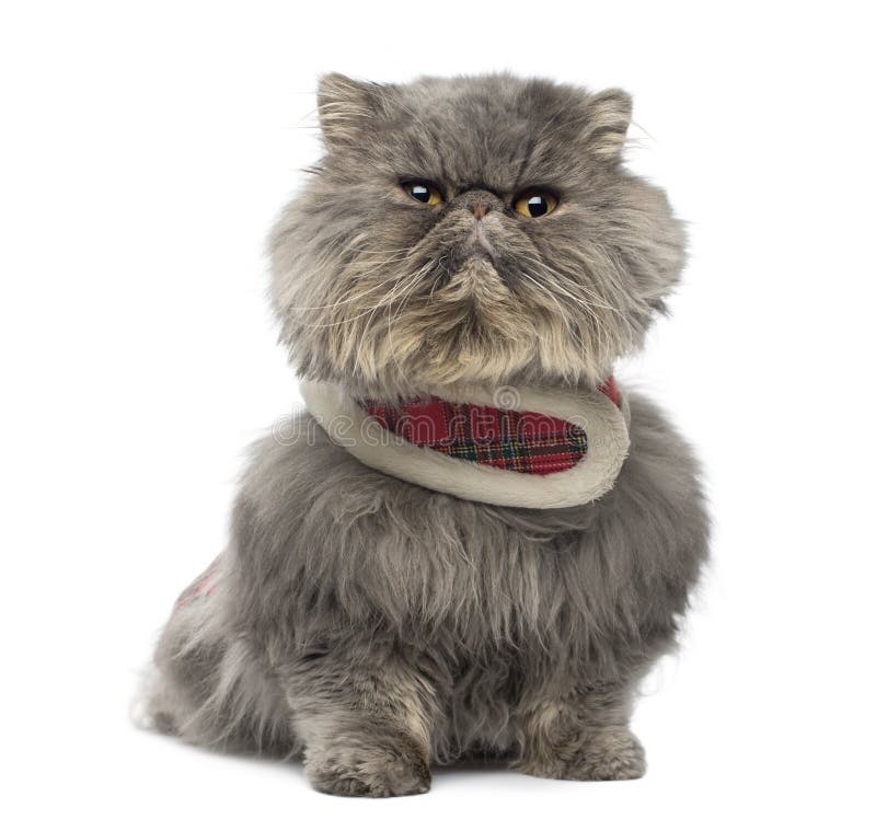 Grumpy Persian Cat Facing, Looking at the Camera Stock Photo - Image of ...