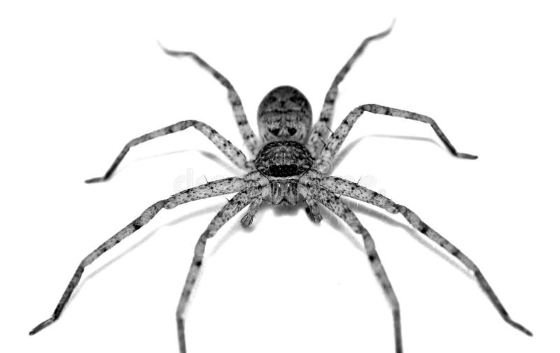 A front view of spider. stock image. Image of brown - 202514903