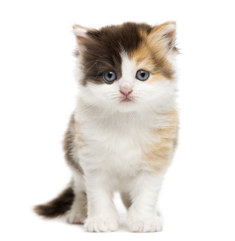 Front View of a Highland Straight Kitten Standing, Isolated Stock Image ...