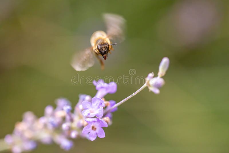 Front View of Honey Bee Flying To the Flower Stock Photo - Image of ...