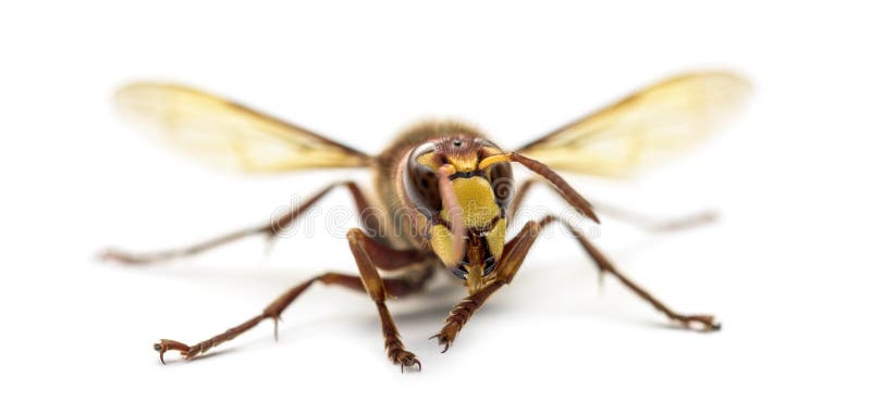 Front view of an Hornet stock image. Image of white, studio - 67204641