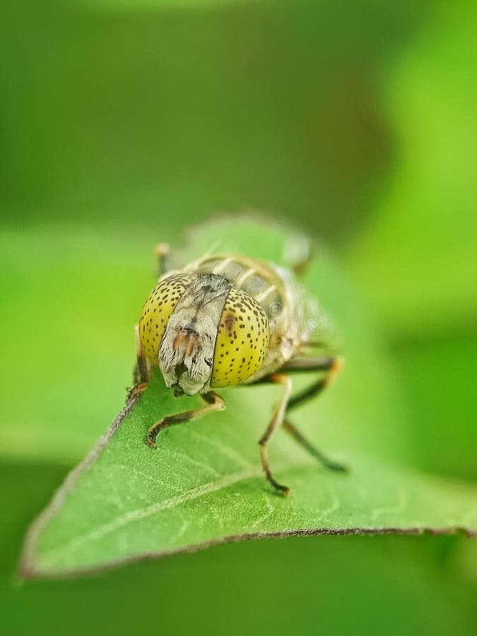 Front View of a Hover Fly & X28;Syrphidae& X29; Showing Its Distinctive ...