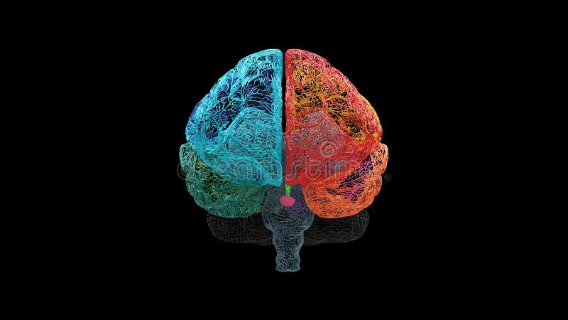 Front View of Human Brain with Colored Lobes and Pineal Gland Stock ...