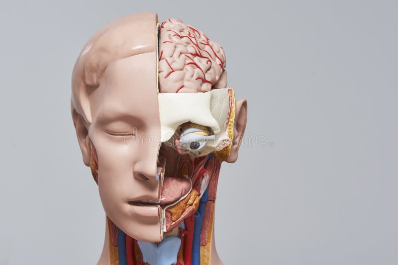Model of Human Head and Neck and Section of the Organs Stock Photo ...