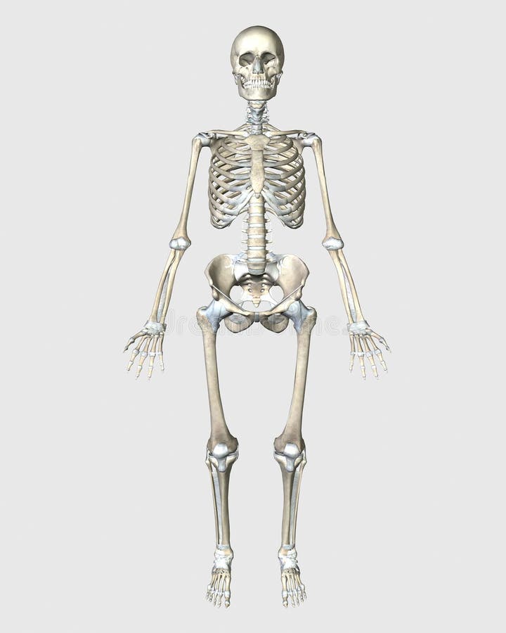 Front View of Human Skeletal System. Stock Illustration - Illustration ...