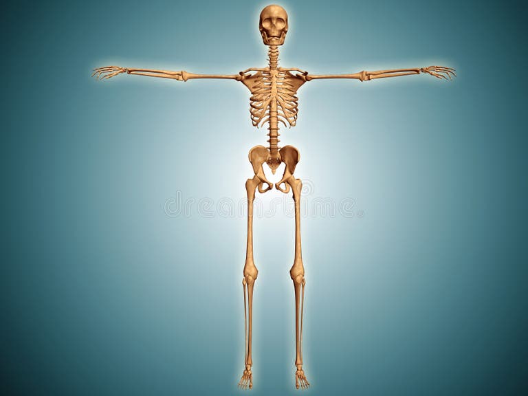 Front View of Human Skeletal System. Stock Illustration - Illustration ...