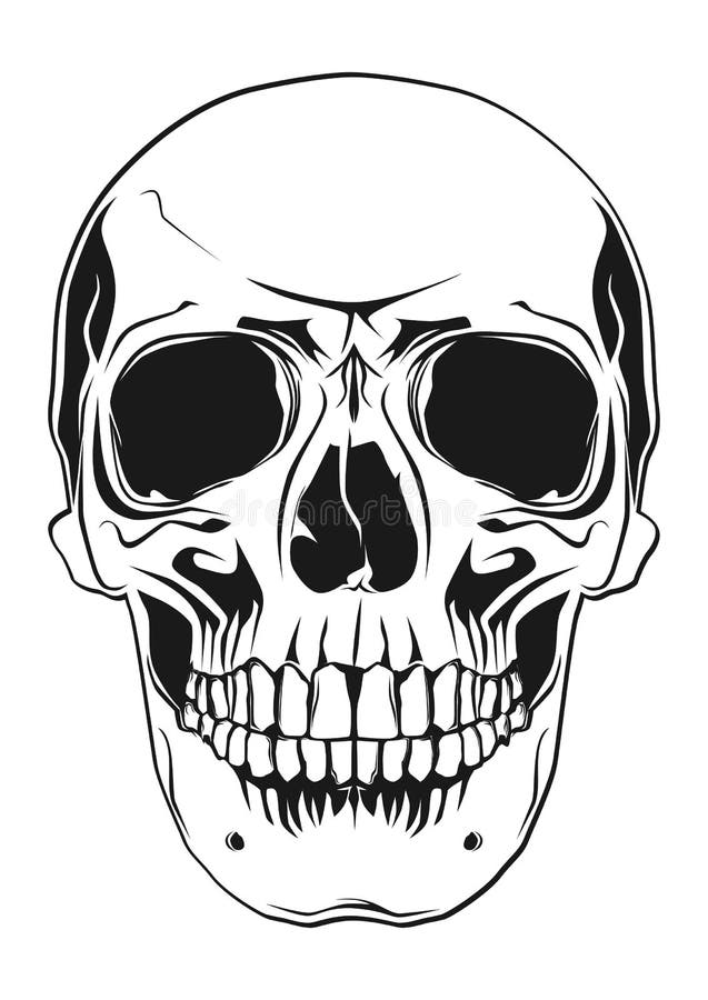 Front View of a Human Skull. Stock Vector - Illustration of portrait ...