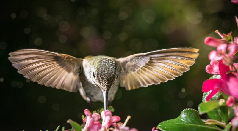 Front view stock photo. Image of closeup, hummingbird - 150025674