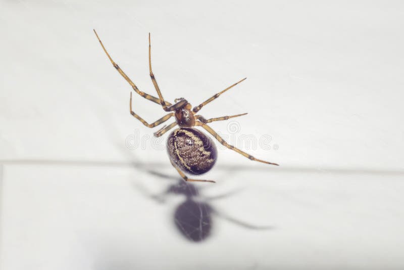 Spider with Large Fat Body and Shadow from it. Stock Image - Image of ...