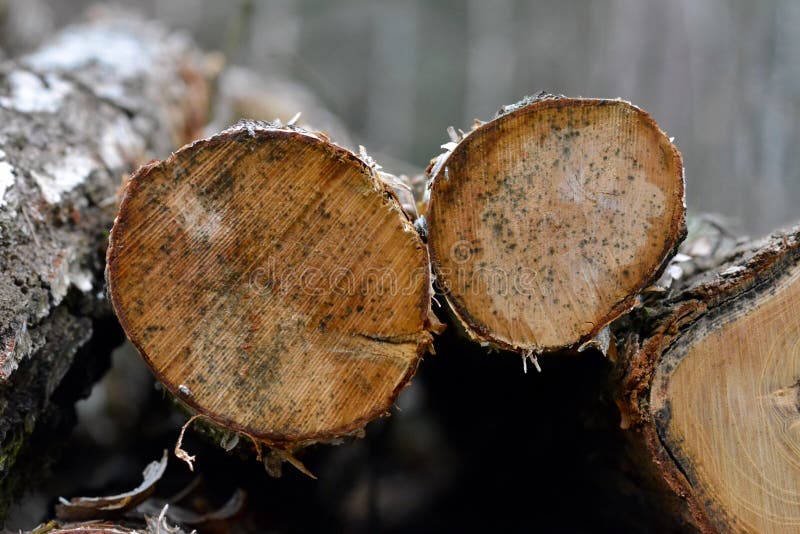 Front View of Inside of Two Sawn Off Tree Stumps Stock Image - Image of ...