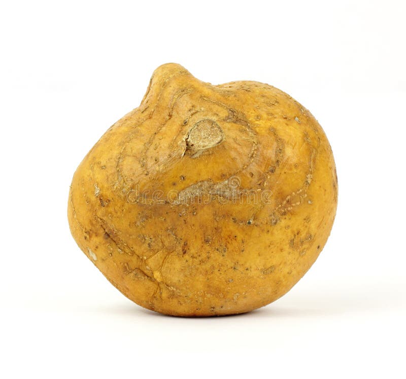 Front View Jicama Root stock photo. Image of root, eaten - 15407984