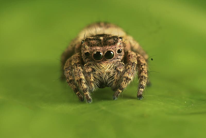 Front View Jumping Spider Center Stock Image - Image of leaf, view ...