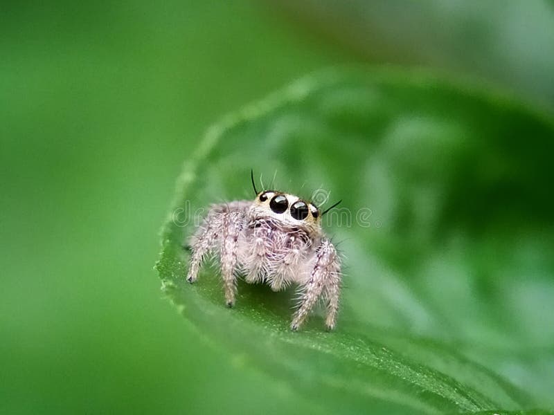 Front View, Jumping Spider Striking a Pose on a Leaf Stock Photo ...