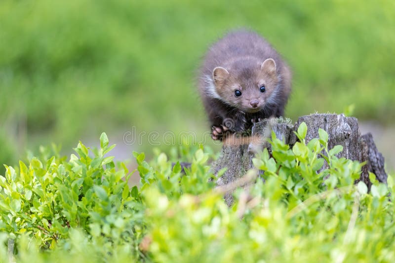 Front View of Jumping Young Marten Stock Photo - Image of wood, young ...