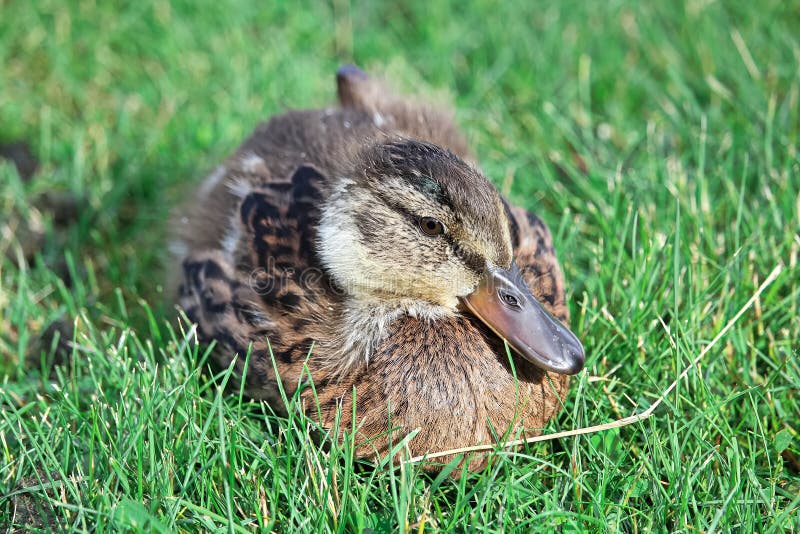 Front View of a Juvenile Mallard Duckling in Grass Stock Photo - Image ...