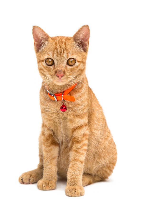 Front Picture. Image: 20048132