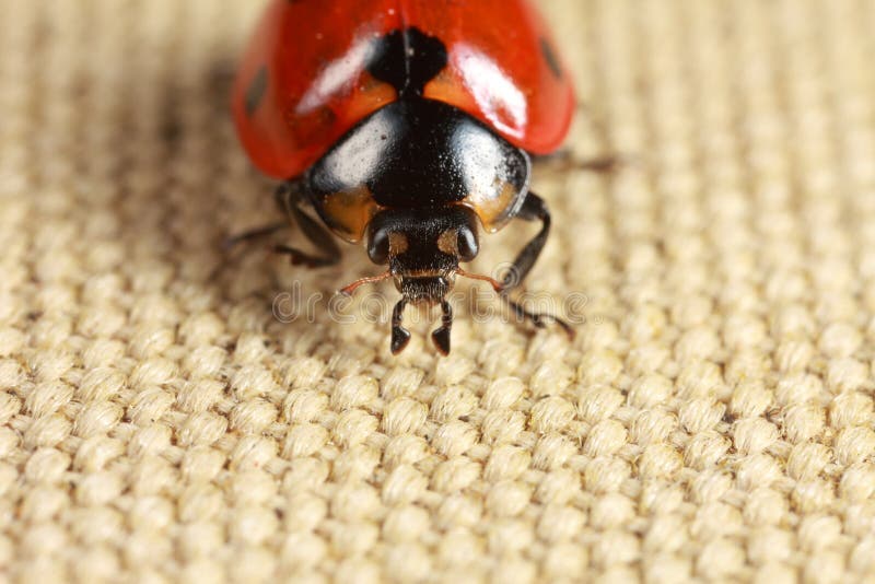 Front view of ladybug stock image. Image of insect, ladybug - 8466437