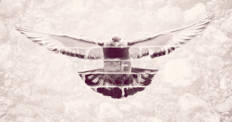 Front View of Landing Pigeon Fine Art Stock Image - Image of spring ...