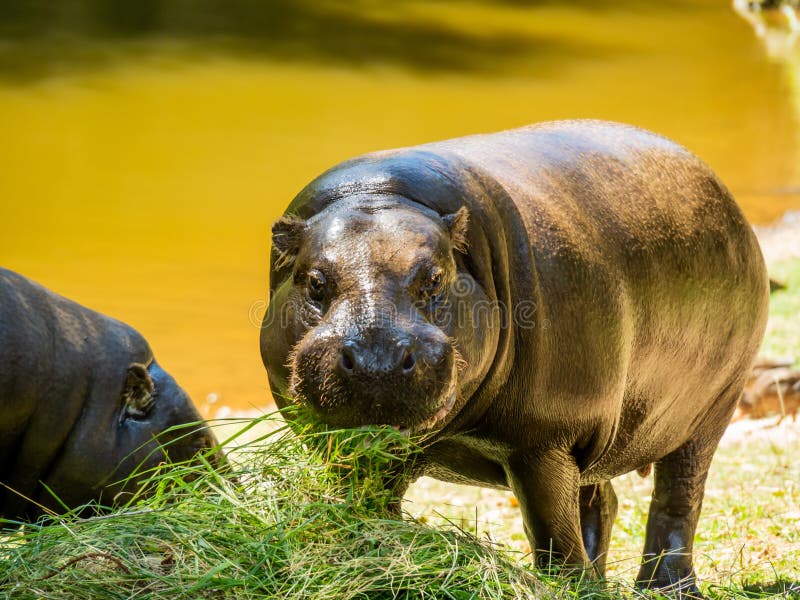 Eye hippo in nature. macro stock image. Image of nature - 110447597