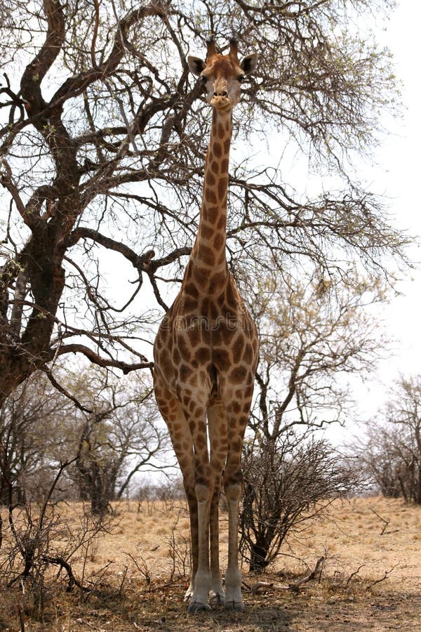 Front View of Large Strong Bodied Giraffe Standing Next To Trees Stock ...