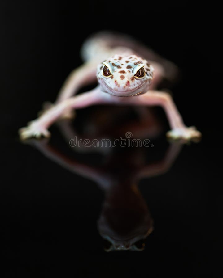 Front View of Leopard Gecko Stock Image - Image of small, patterned ...