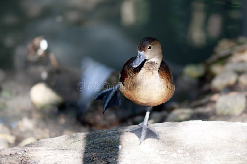 Front View of Lesser Whistling Duck Standing Alone on the Log Stock ...