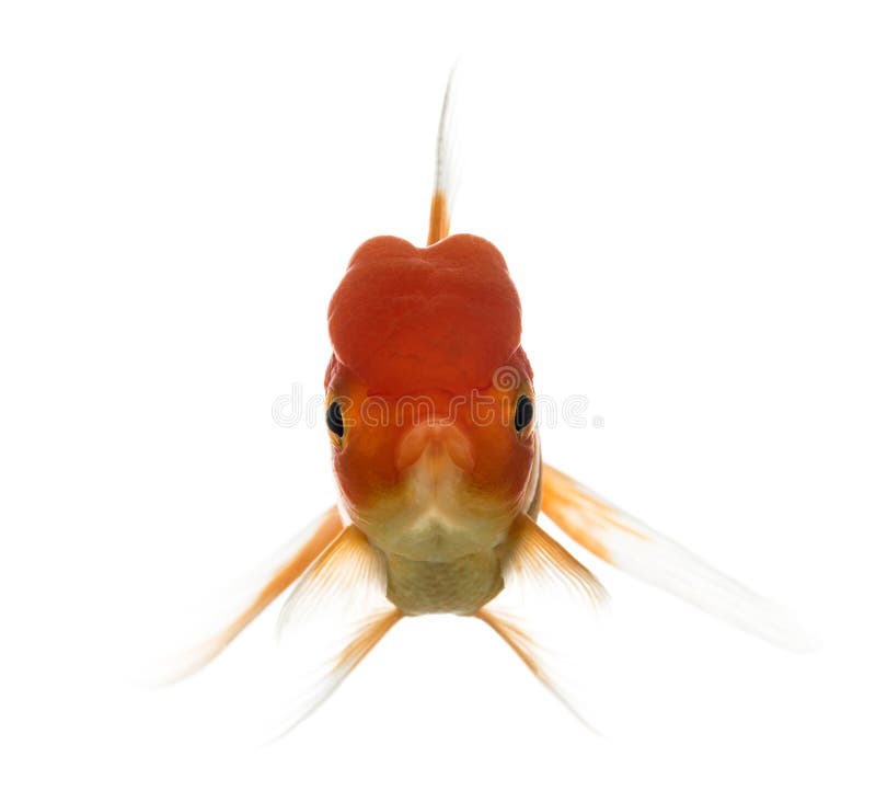 Goldfish Front View Isolated on White Stock Photo - Image of pretty ...