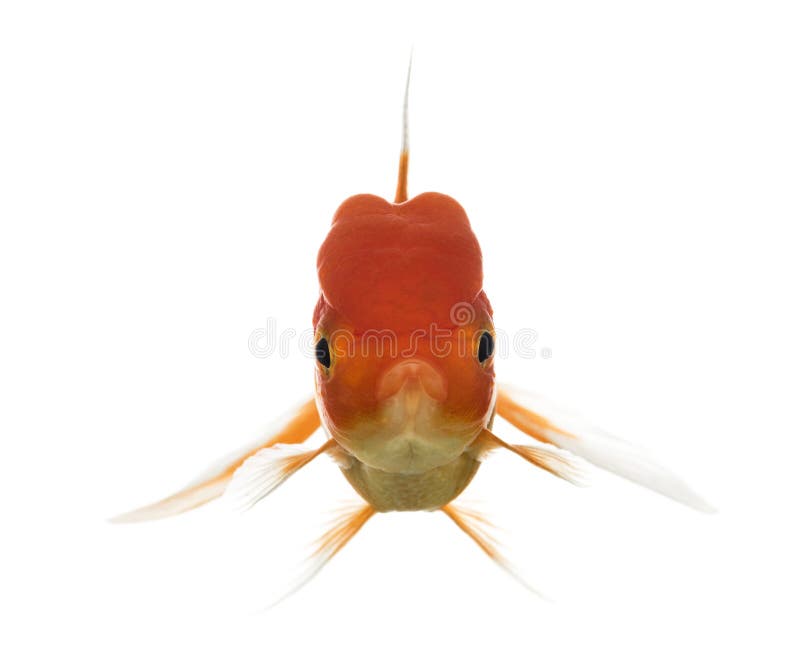 Two Goldfish Swimming in Fish Bowl Stock Image - Image of people ...