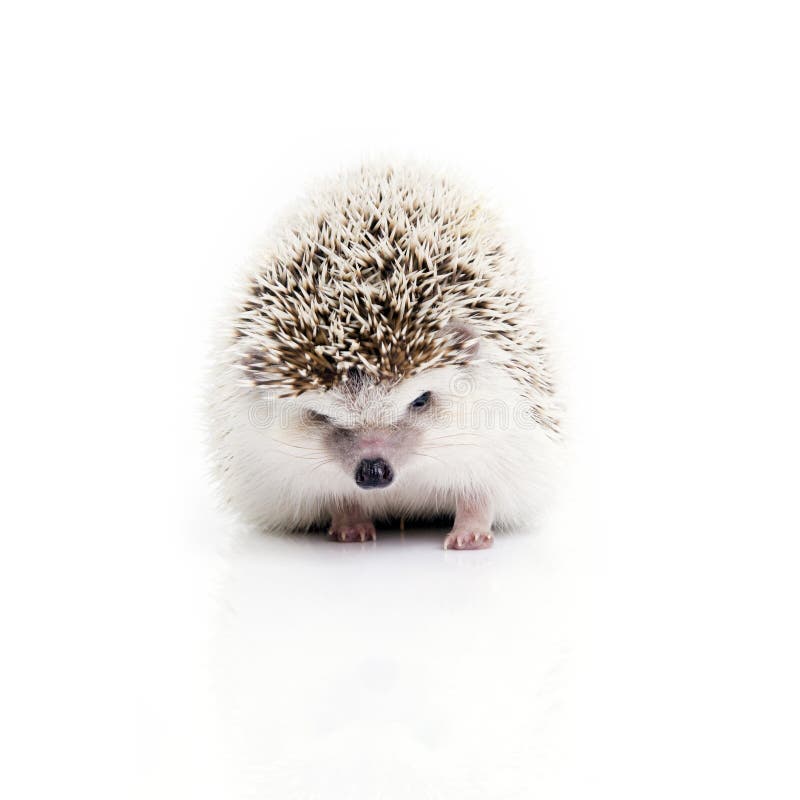 Front View of Little Hedgehog Looking Something. Stock Image - Image of ...