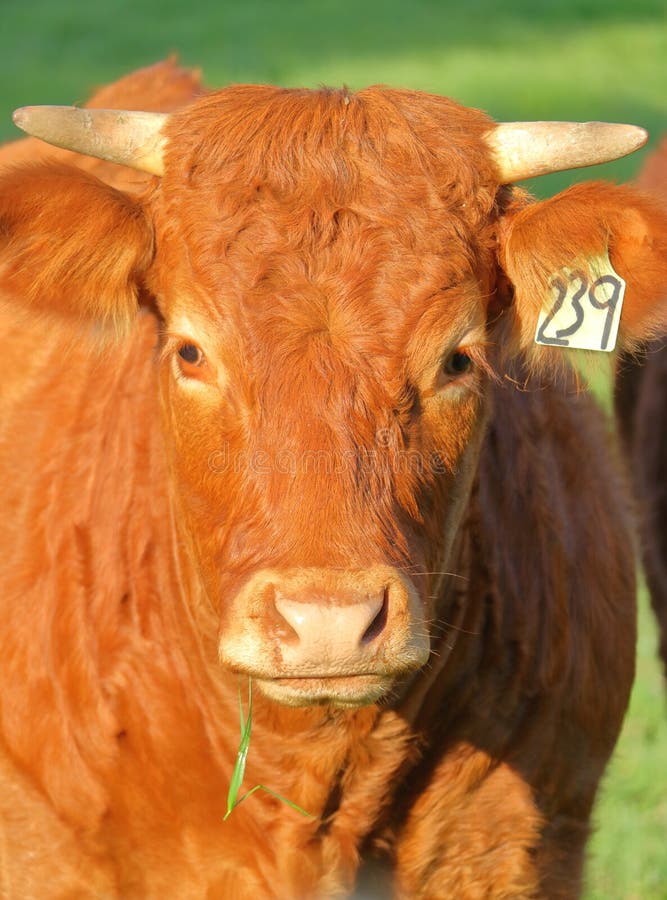 Front View Lleno De Angus Cow Rojo Imagen de archivo - Imagen de carne ...