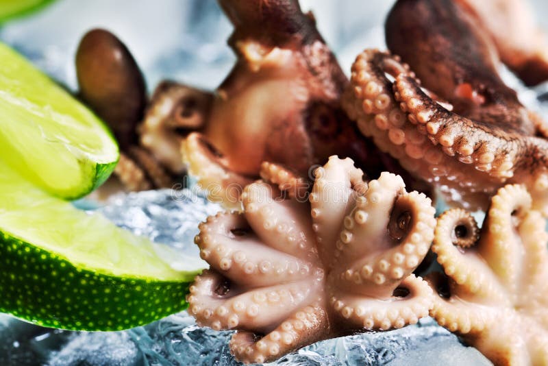 132 Octopus Front View Stock Photos - Free & Royalty-Free Stock Photos ...
