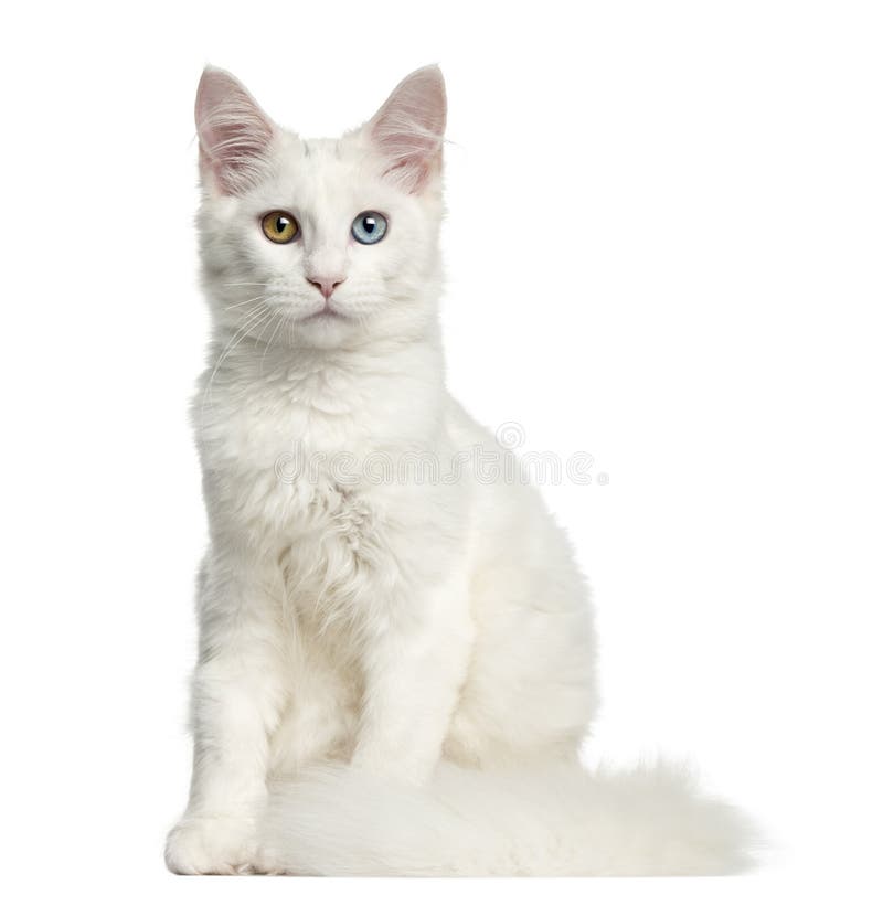 Front View of a Main Coon Kitten Sitting Stock Image - Image of view ...