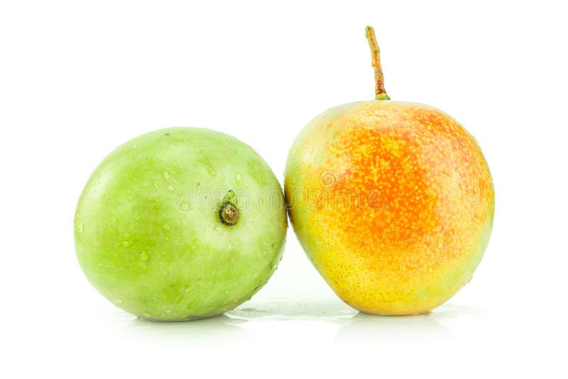 Mango R2e2 Species Grown in Thailand Stock Photo - Image of healthy ...