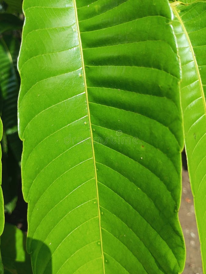 Matoa Leaf Under Direct Sunlight Stock Photo - Image of foliage, green ...