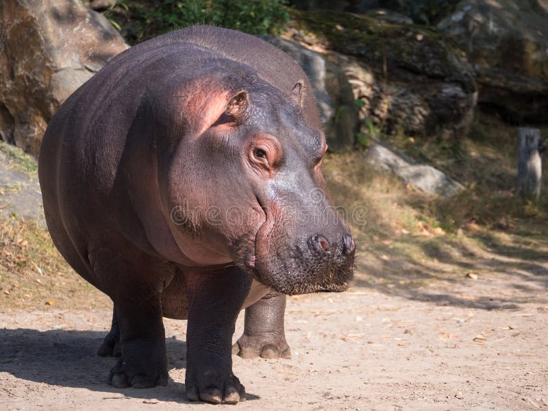 Front View of a Mature Giant Hippo Stock Image - Image of hippo, large ...