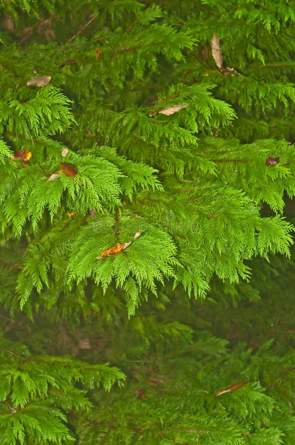 Autumn Maple Leaves Falling on To Hemlock Tree Stock Image - Image of ...
