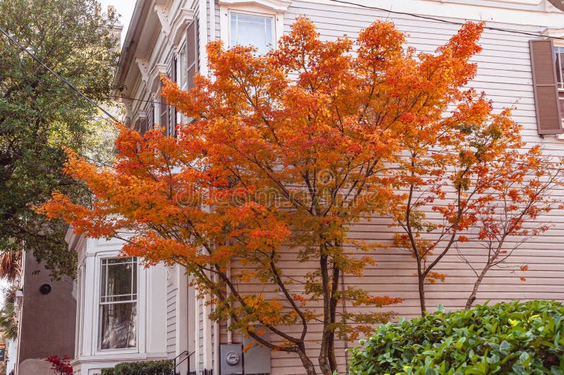 Mature, Red Maple Tree, in Side Yard of a White House, in Autumn Stock ...