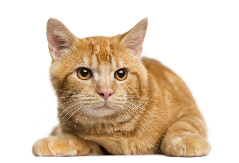 Front View of a Mixed-breed Ginger Cat Looking Away Stock Photo - Image ...