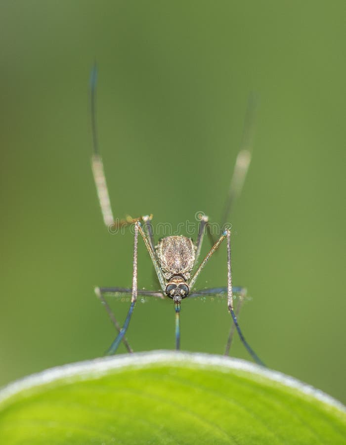 Mosquito Front View Photos - Free & Royalty-Free Stock Photos from ...