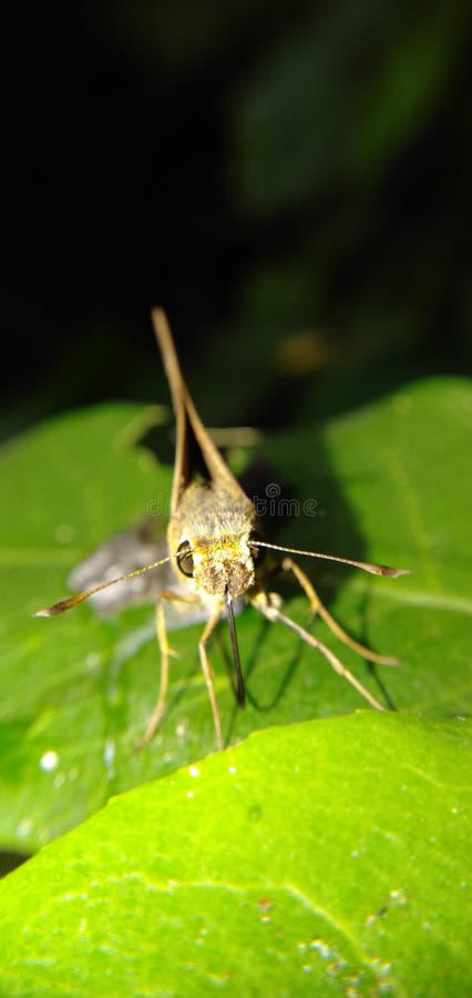 Front View of the Moth stock image. Image of view, moth - 161966449