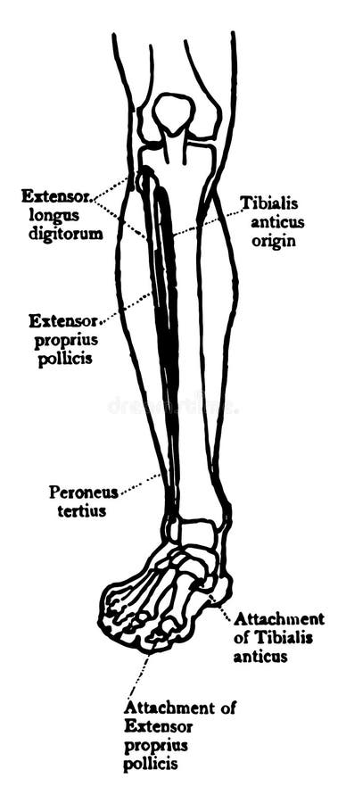 Front View of the Muscles of the Leg, Vintage Illustration Stock Vector ...