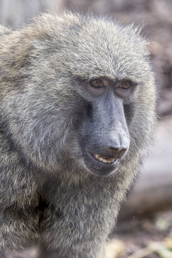 Olive Babboon portrait stock image. Image of staring - 120929797