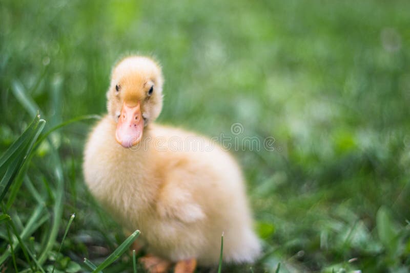 Front View of One Little Duck in the Grass Stock Image - Image of beak ...