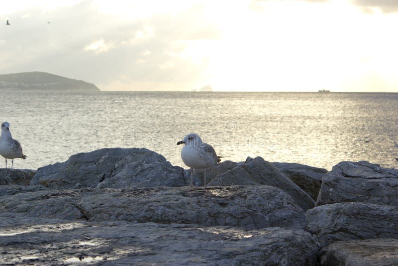 Front View of One Seagull on Coast Stones in Sunset Time Stock Image ...