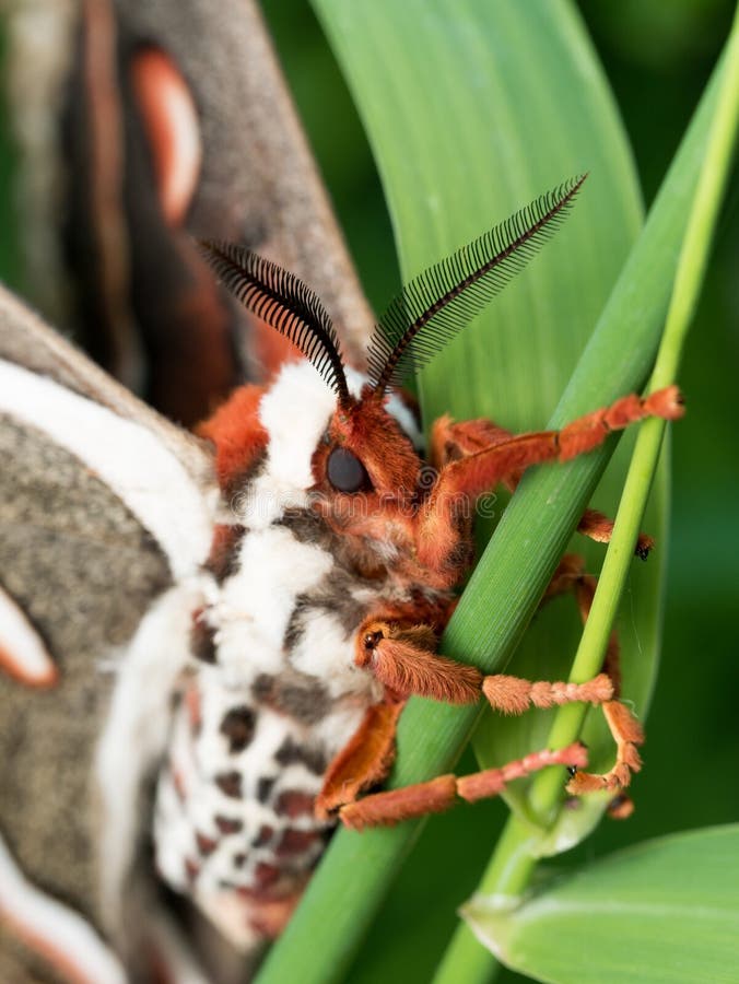 Front View of Orange, White and Brown Giant Silk Moth on Green G Stock ...