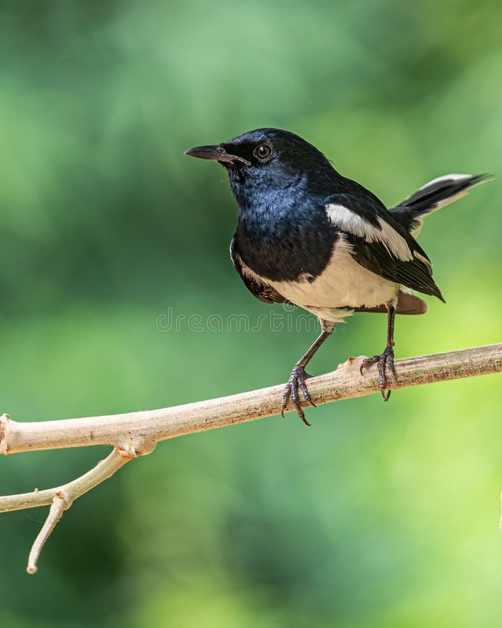 Front Close Up of a Oriental Magpie Stock Photo - Image of resting ...