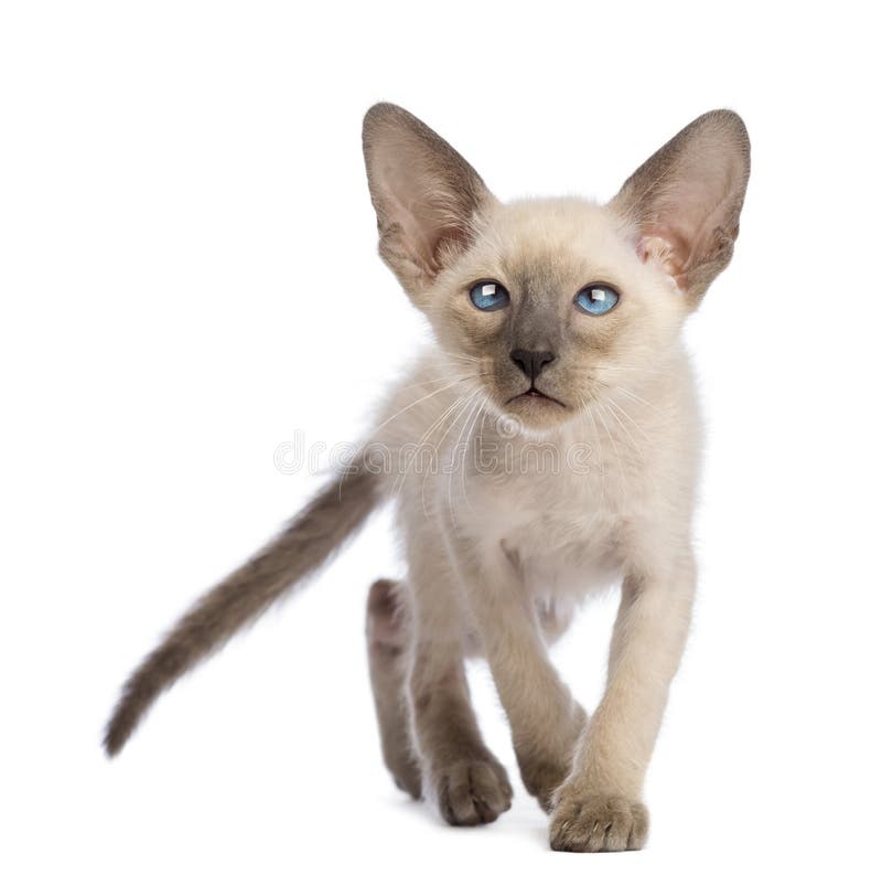Front View of an Oriental Shorthair Kitten Stock Image - Image of ...
