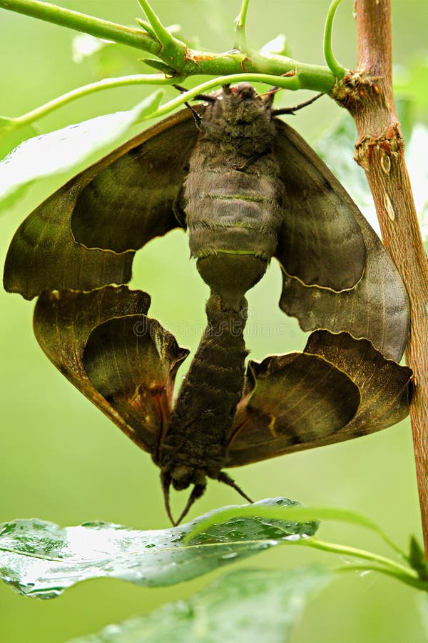 The Front View of a Pair of Poplar Sphinx Moths Mating Stock Photo ...