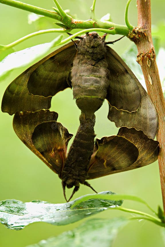 The Front View of a Pair of Poplar Sphinx Moths Mating Stock Photo ...