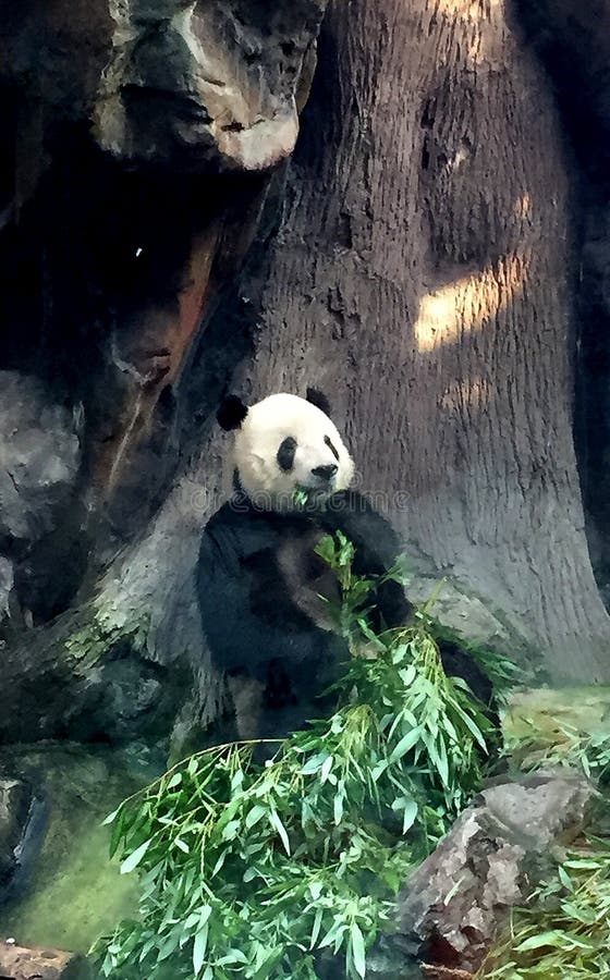 Front View of a Panda, Also Called Giant Panda or Panda Bear, from the ...